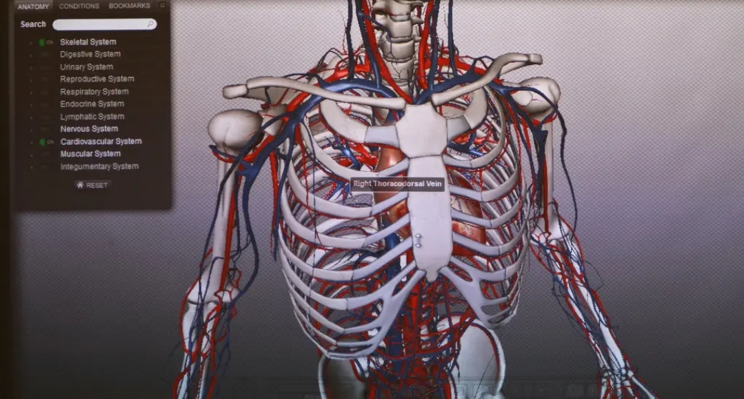 Virtual Anatomy Classes; Simulation of Human Anatomy in a Virtual ...